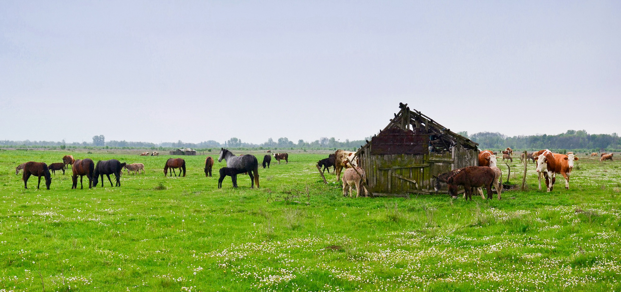 Découvrez le Pule, le fromage le plus cher du monde