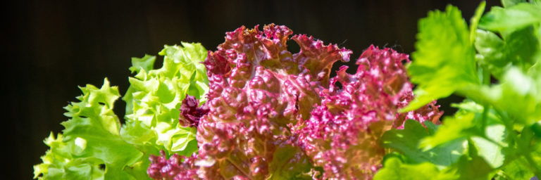 Quelle salade servir avec une raclette